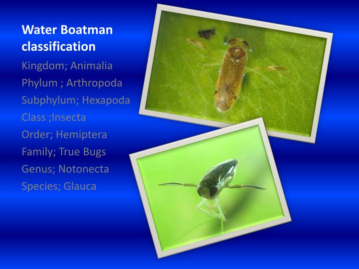PPT - Water Boatman PowerPoint Presentation - ID:2820249