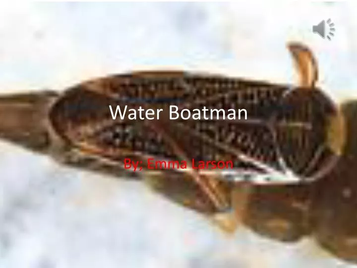 PPT - Water Boatman PowerPoint Presentation, free download - ID:2820249