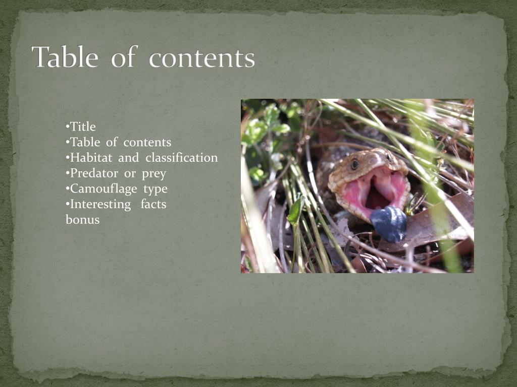 PPT - The Australian Blue Tongue Lizard PowerPoint Presentation, free ...