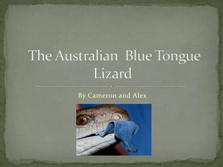 PPT - The Australian Blue Tongue Lizard PowerPoint Presentation, free ...