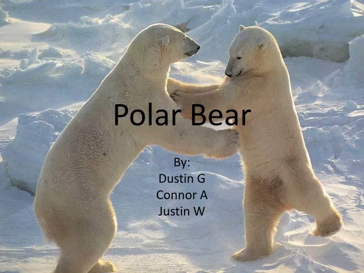 PPT - Polar Bear PowerPoint Presentation, free download - ID:2820912