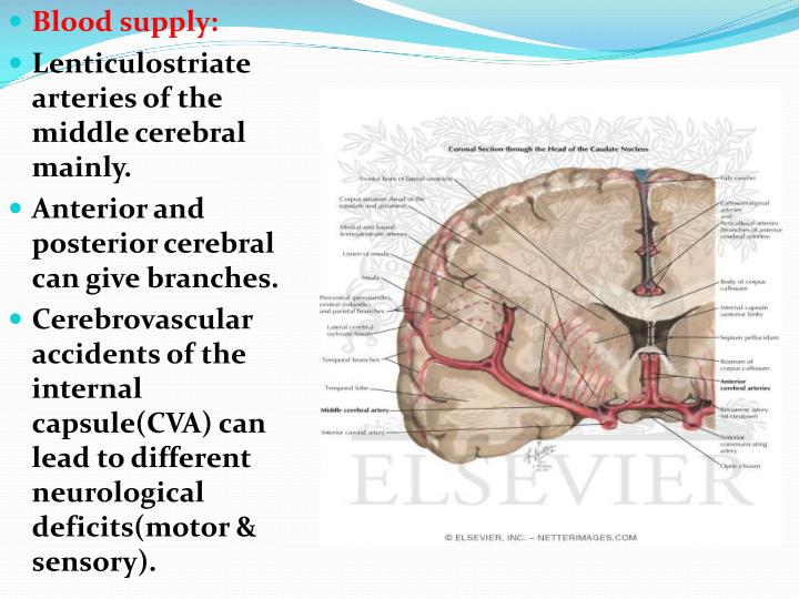 PPT - Internal Capsule PowerPoint Presentation - ID:2821476