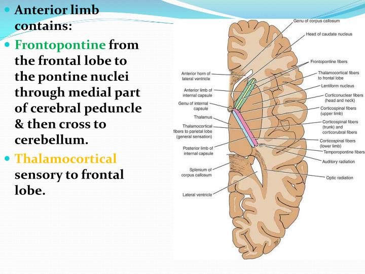 PPT - Internal Capsule PowerPoint Presentation - ID:2821476