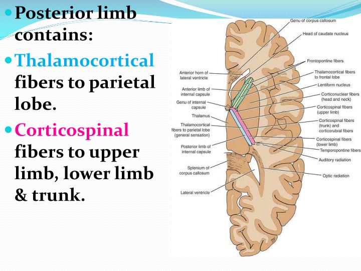 PPT - Internal Capsule PowerPoint Presentation - ID:2821476