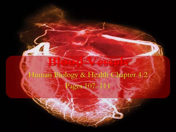 PPT - Blood Vessels PowerPoint Presentation, free download - ID:2821486