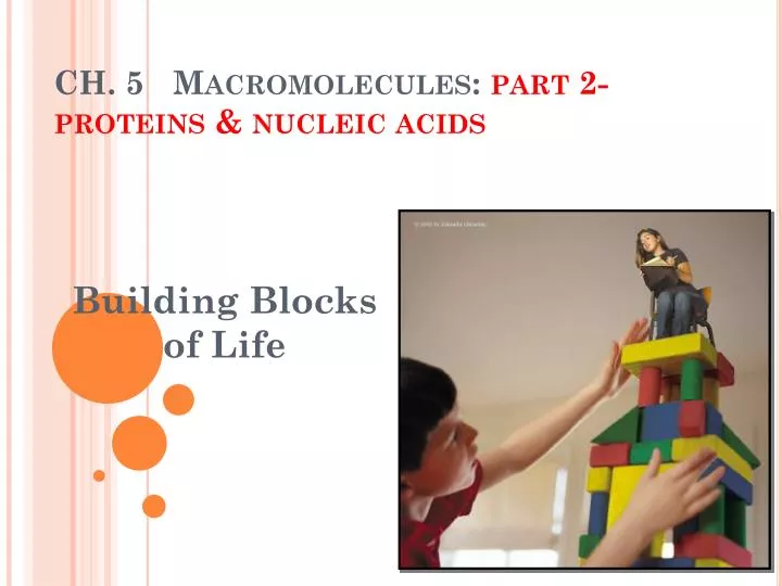 PPT - CH. 5 Macromolecules: part 2-proteins & nucleic acids PowerPoint ...