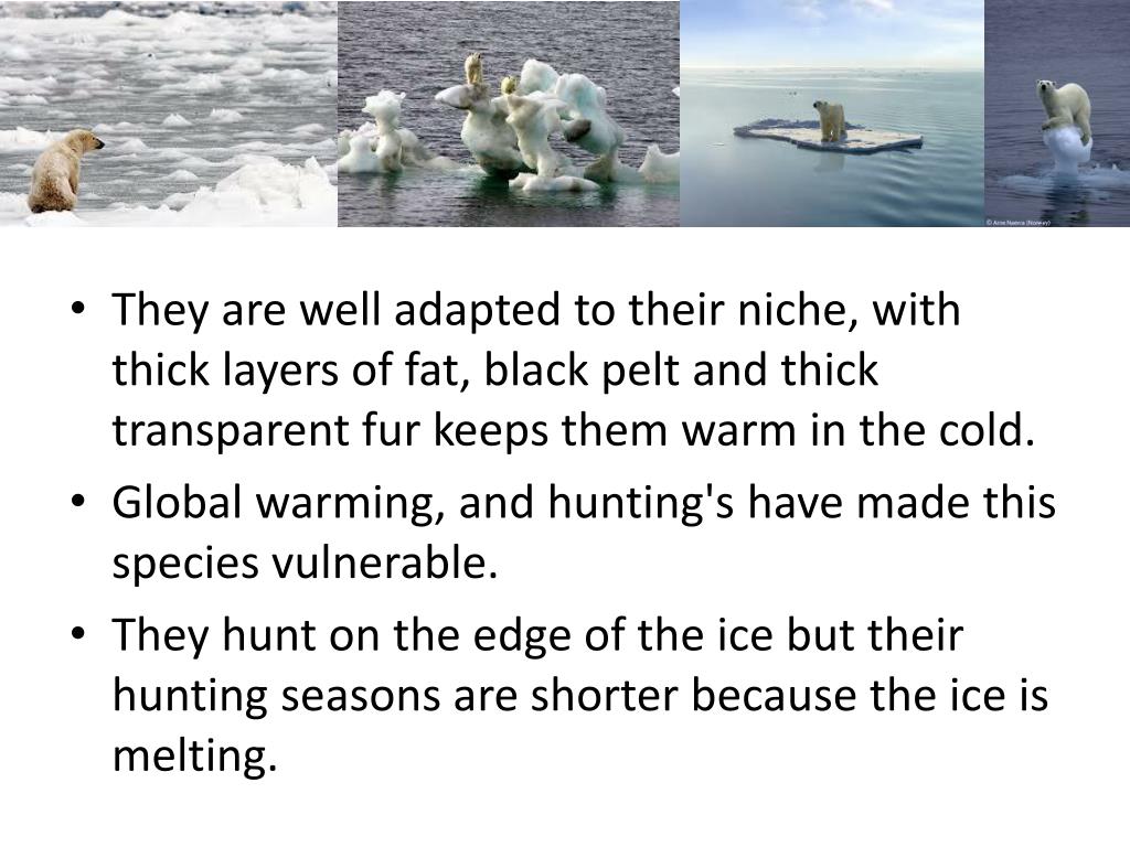 PPT - Ursus maritimus Polar Bears PowerPoint Presentation, free ...