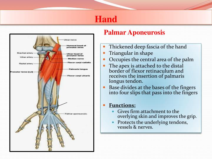 PPT - Dr. Saeed Vohra PowerPoint Presentation - ID:2822226