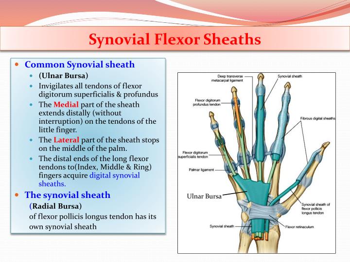 PPT - Dr. Saeed Vohra PowerPoint Presentation - ID:2822226