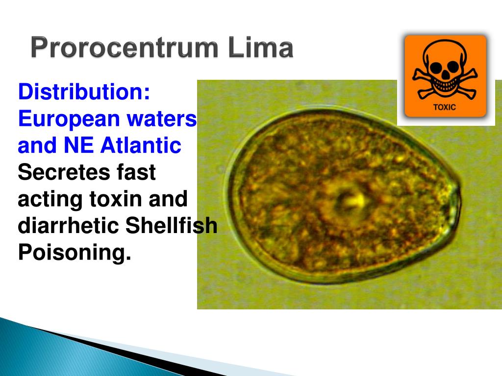 PPT - ISSUE: Harmful Algal Blooms HEMA, CHRISTINE, BETTINA, JOANNE ...