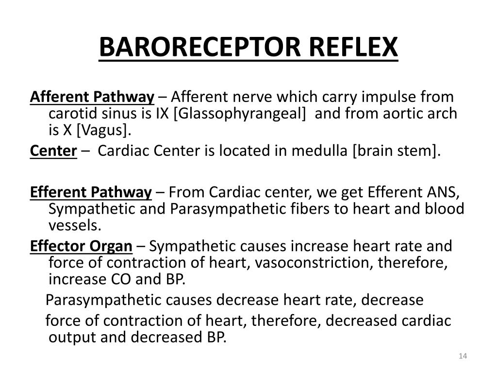 PPT - Regulation of Blood Pressure PowerPoint Presentation, free ...