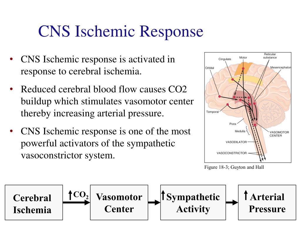 PPT - Regulation of Blood Pressure PowerPoint Presentation, free ...