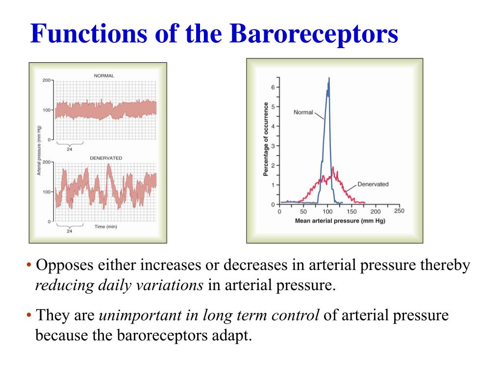 PPT - Regulation of Blood Pressure PowerPoint Presentation, free ...