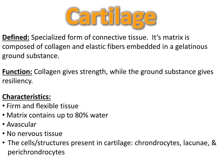 PPT - Dense Connective Tissue Cartilage PowerPoint Presentation - ID ...