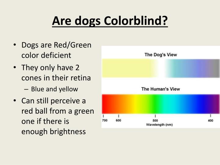 PPT - Color Blindness PowerPoint Presentation - ID:2823550