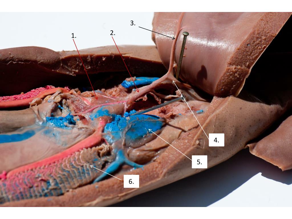 PPT - Left gill (branchial) heart pumps low O 2 b lood to the gills ...