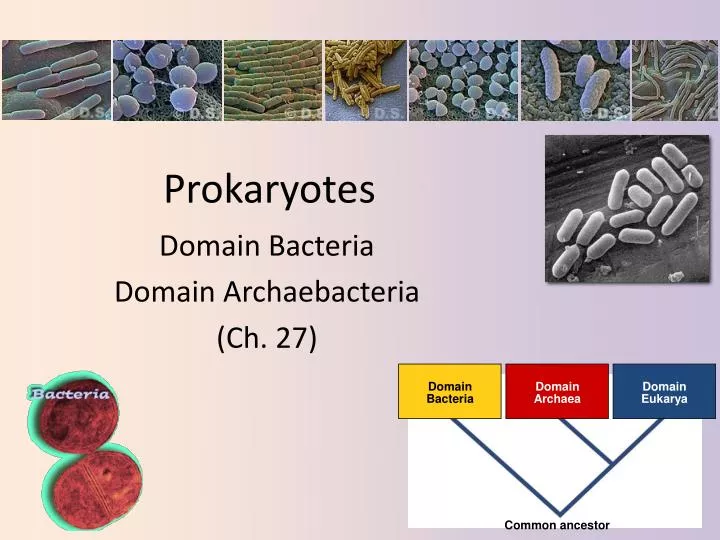 PPT - Prokaryotes PowerPoint Presentation, free download - ID:2823856