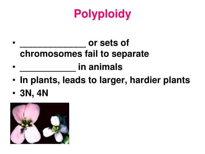 Polyploidy Definition