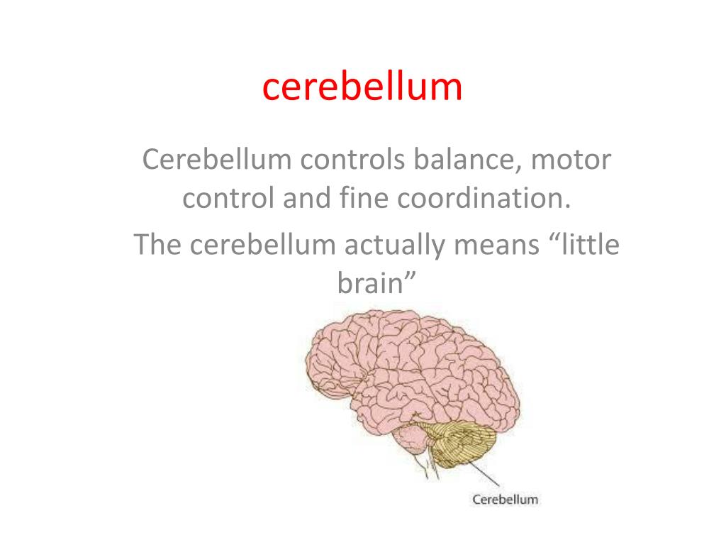 PPT - cerebellum PowerPoint Presentation, free download - ID:2824824 PPT - cerebellum PowerPoint Presentation, free download - ID:2824824