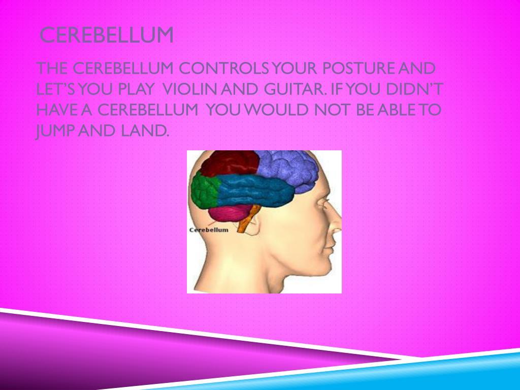 PPT - cerebellum PowerPoint Presentation, free download - ID:2824827 PPT - cerebellum PowerPoint Presentation, free download - ID:2824827