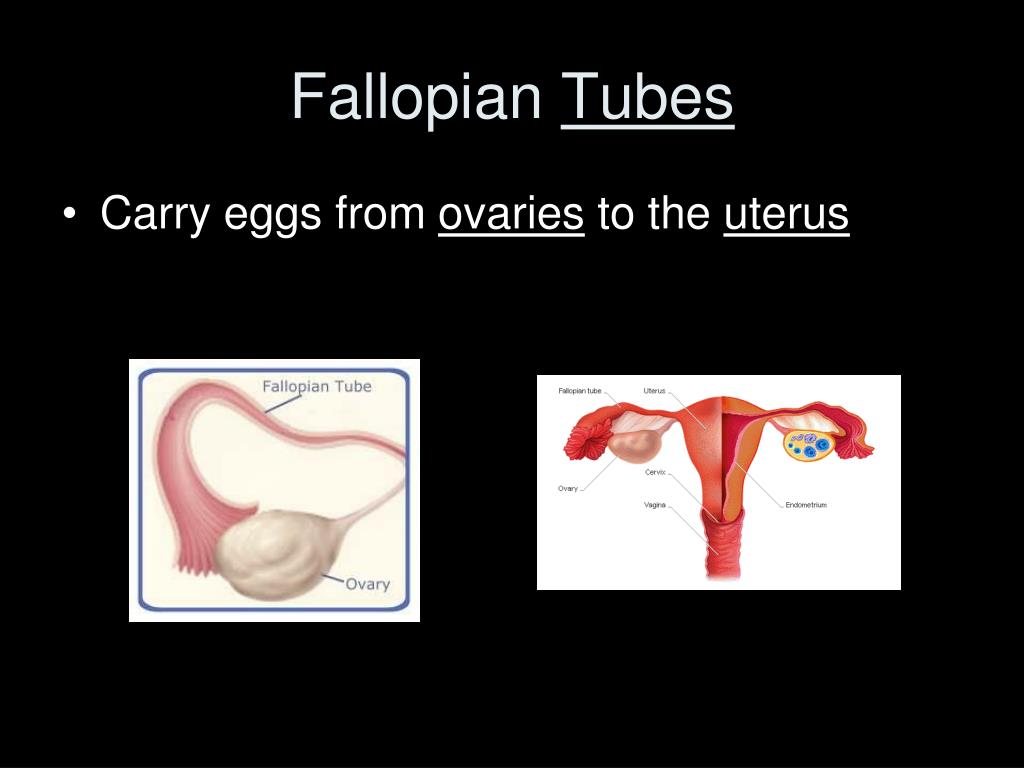 PPT - Female reproductive system Page 474 PowerPoint Presentation, free ...