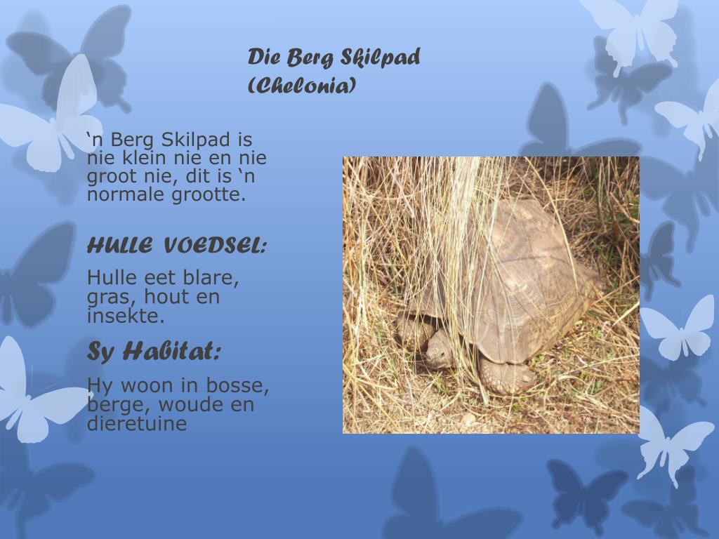 PPT - KGASWANE DIERE Van ‘n MISKRuIER en ‘n bergskilpad PowerPoint ...