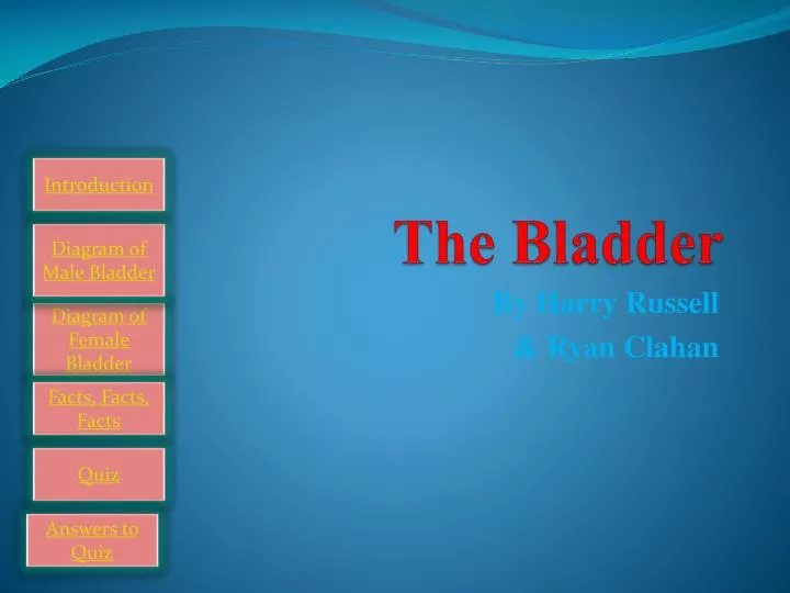 PPT - The Bladder PowerPoint Presentation, free download - ID:2825537