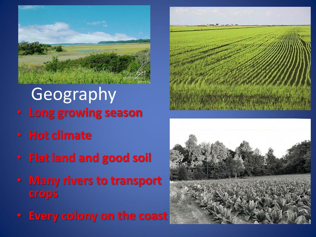 PPT - Colonial Culture Life in the Colonies, 1607 – 1776 PowerPoint ...