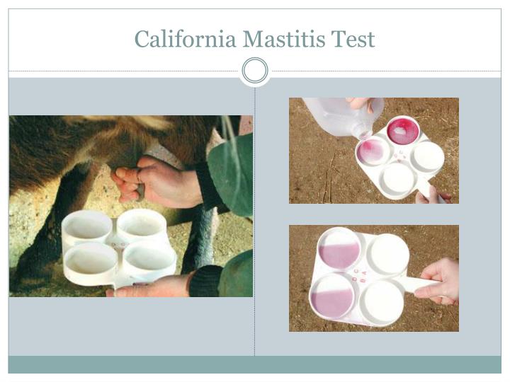 PPT - Diagnostic Microbiology PowerPoint Presentation - ID:2825978