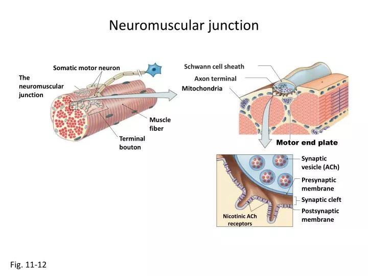 PPT - Neuromuscular junction PowerPoint Presentation, free download ... PPT - Neuromuscular junction PowerPoint Presentation, free download ...