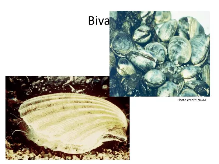 PPT - Bivalves PowerPoint Presentation, free download - ID:2826540