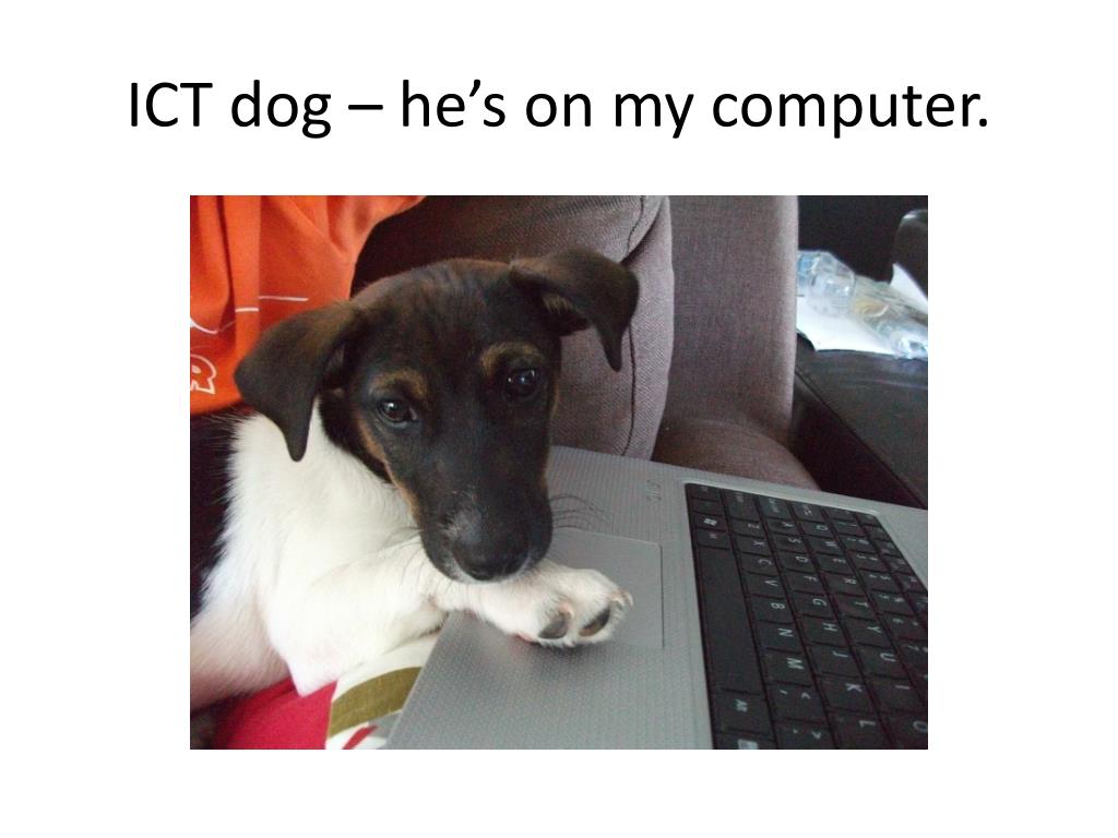 PPT - Name: Taane Breed: Jack Russell + Fox Terrier PowerPoint ...