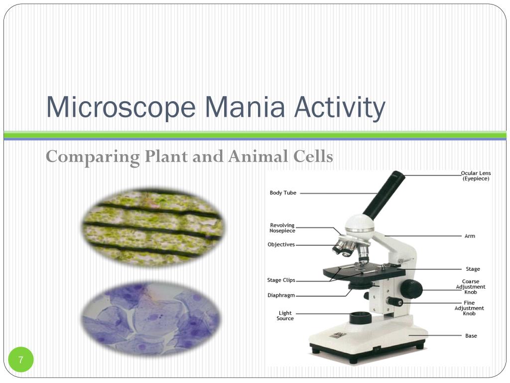 PPT - Plant & Animal Cells PowerPoint Presentation, free download - ID ...