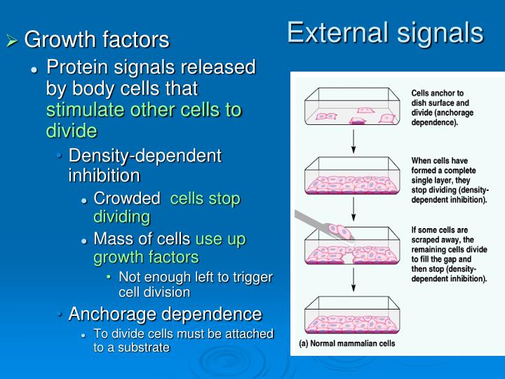 PPT - Regulation of Cell Division PowerPoint Presentation - ID:2827034