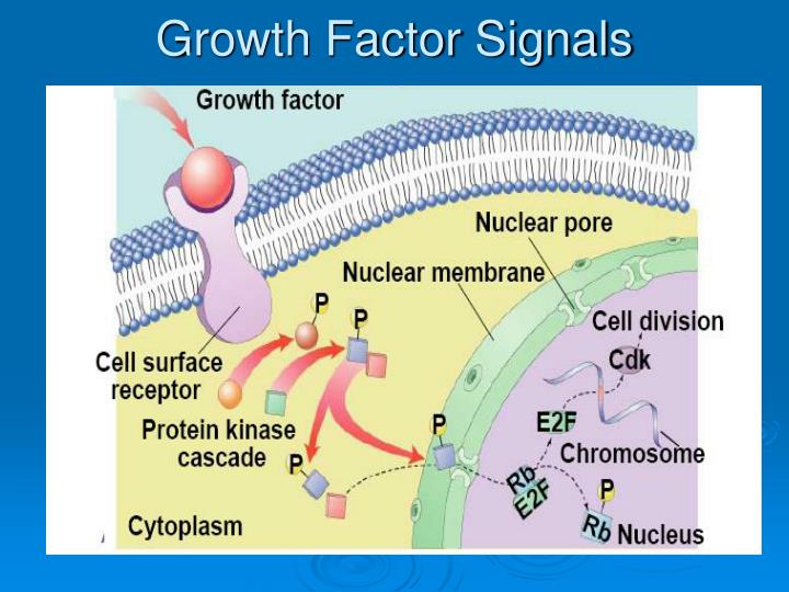 PPT - Regulation of Cell Division PowerPoint Presentation - ID:2827034