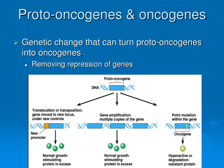 PPT - Regulation of Cell Division PowerPoint Presentation - ID:2827034
