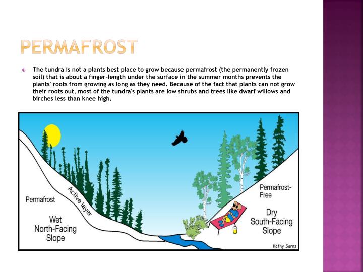 PPT - tundra PowerPoint Presentation - ID:2827493