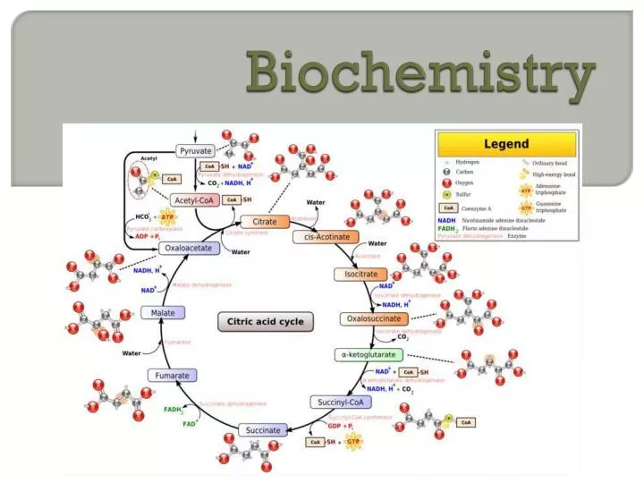 PPT - Biochemistry PowerPoint Presentation, free download - ID:2828051