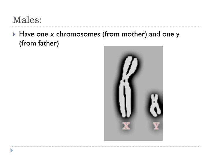 PPT - Human Chromosome and Karyotyping PowerPoint Presentation - ID:2828557