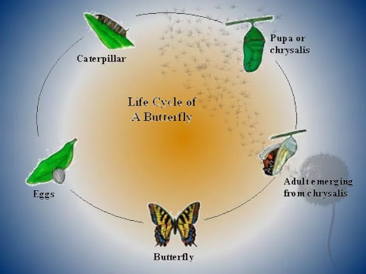 PPT - The first stage of life. PowerPoint Presentation, free download ...