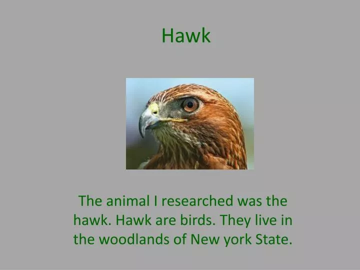 PPT - Hawk PowerPoint Presentation, free download - ID:2828938