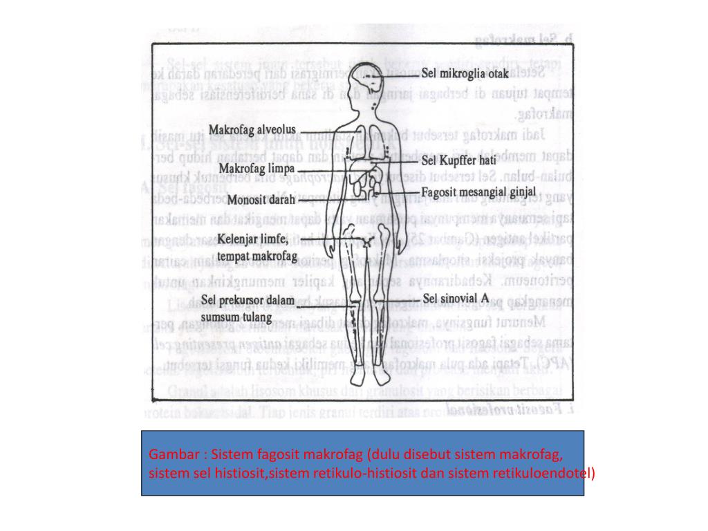 PPT - Gambar:difusi toksin ke dalam sel dengan menggunakan molekul ...