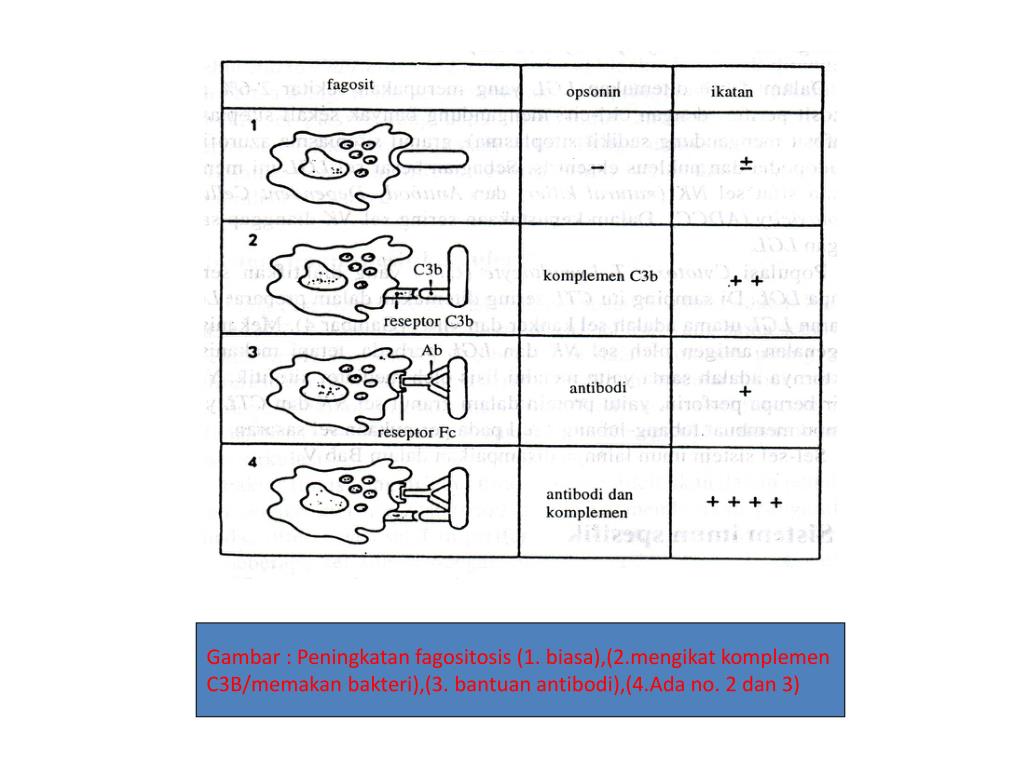 PPT - Gambar:difusi toksin ke dalam sel dengan menggunakan molekul ...