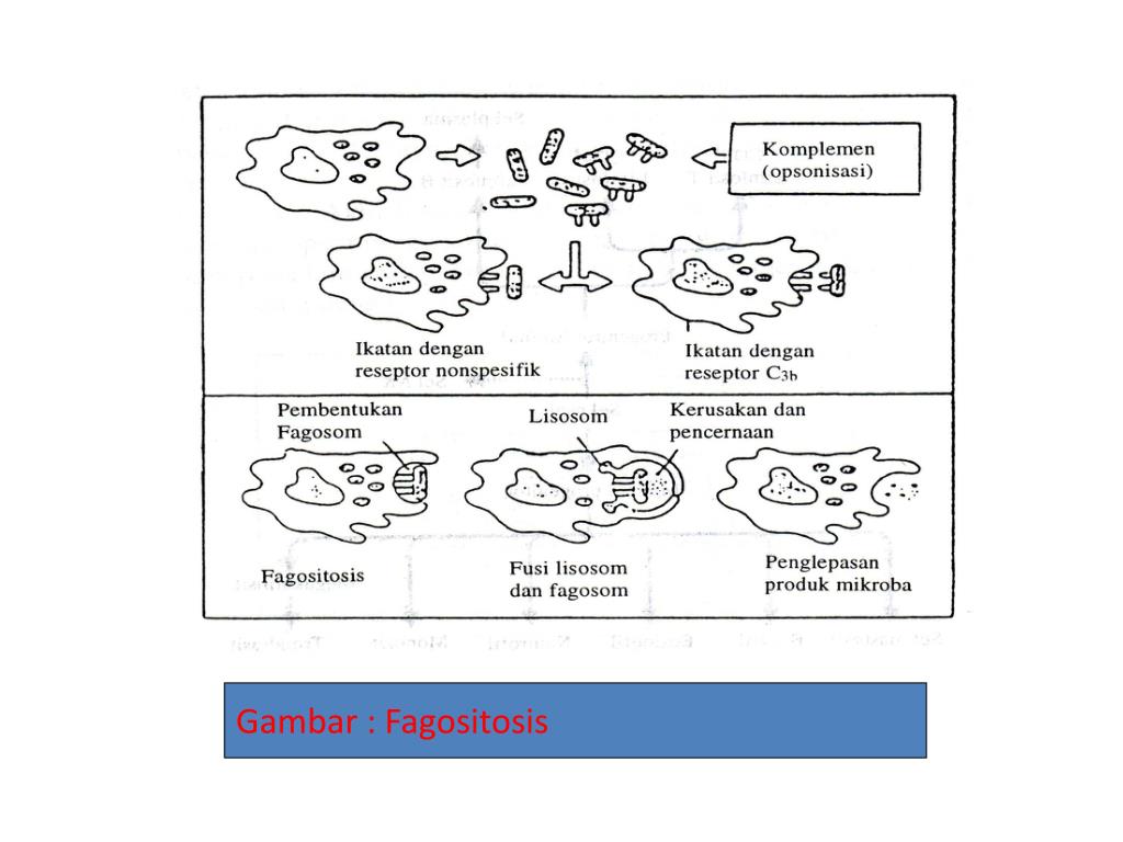PPT - Gambar:difusi toksin ke dalam sel dengan menggunakan molekul ...