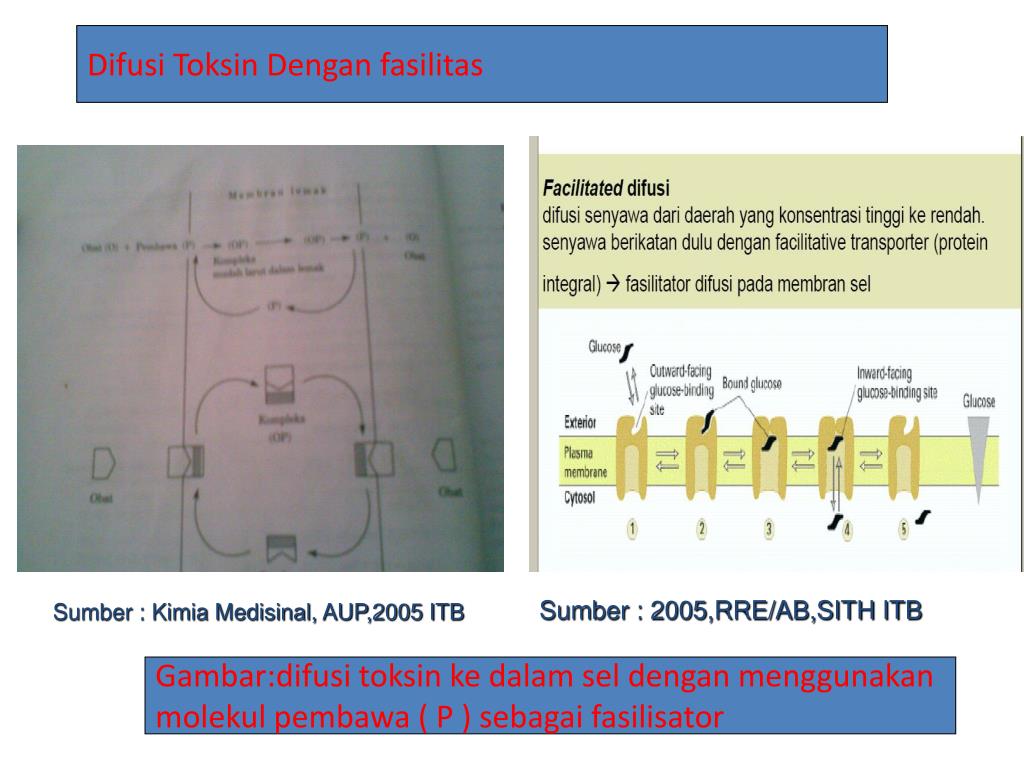 PPT - Gambar:difusi toksin ke dalam sel dengan menggunakan molekul ...