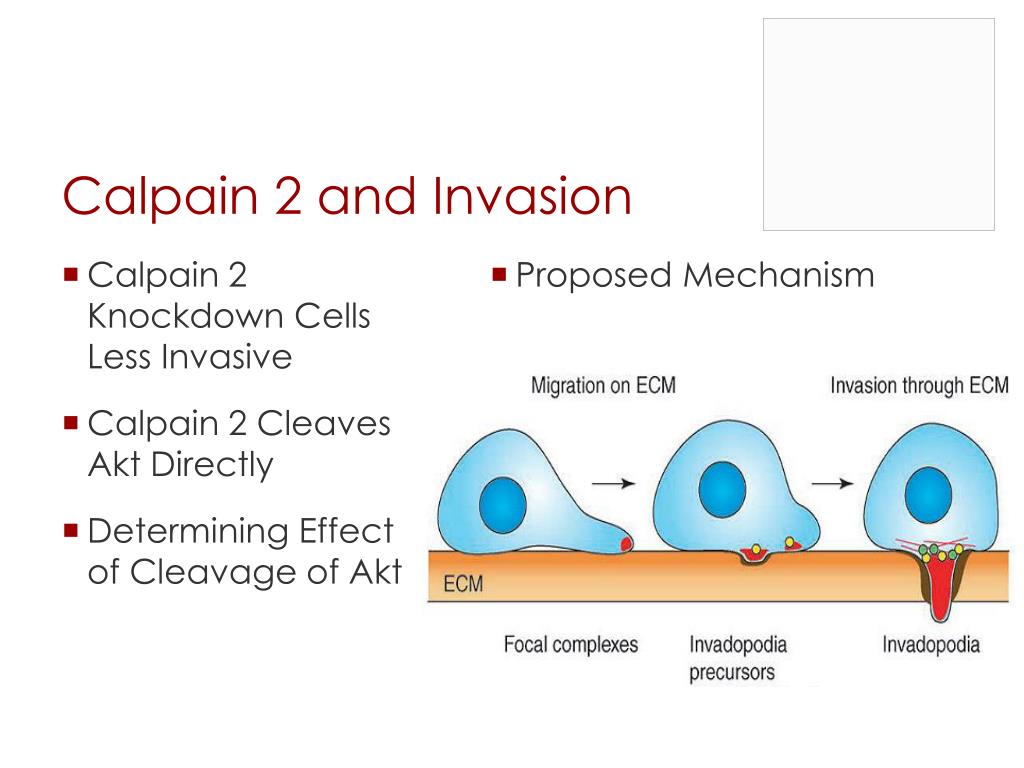 PPT - Regulation of Akt Activity by Calpain 2 in Glioblastoma Multiform ...