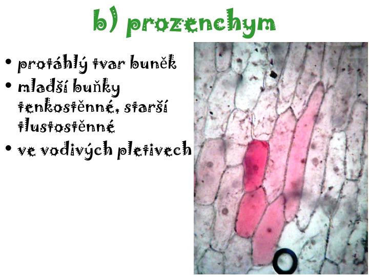 PPT - ANATOMIE A MORFOLOGIE ROSTLIN PowerPoint Presentation - ID:2831330