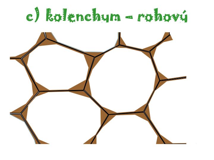 PPT - ANATOMIE A MORFOLOGIE ROSTLIN PowerPoint Presentation - ID:2831330