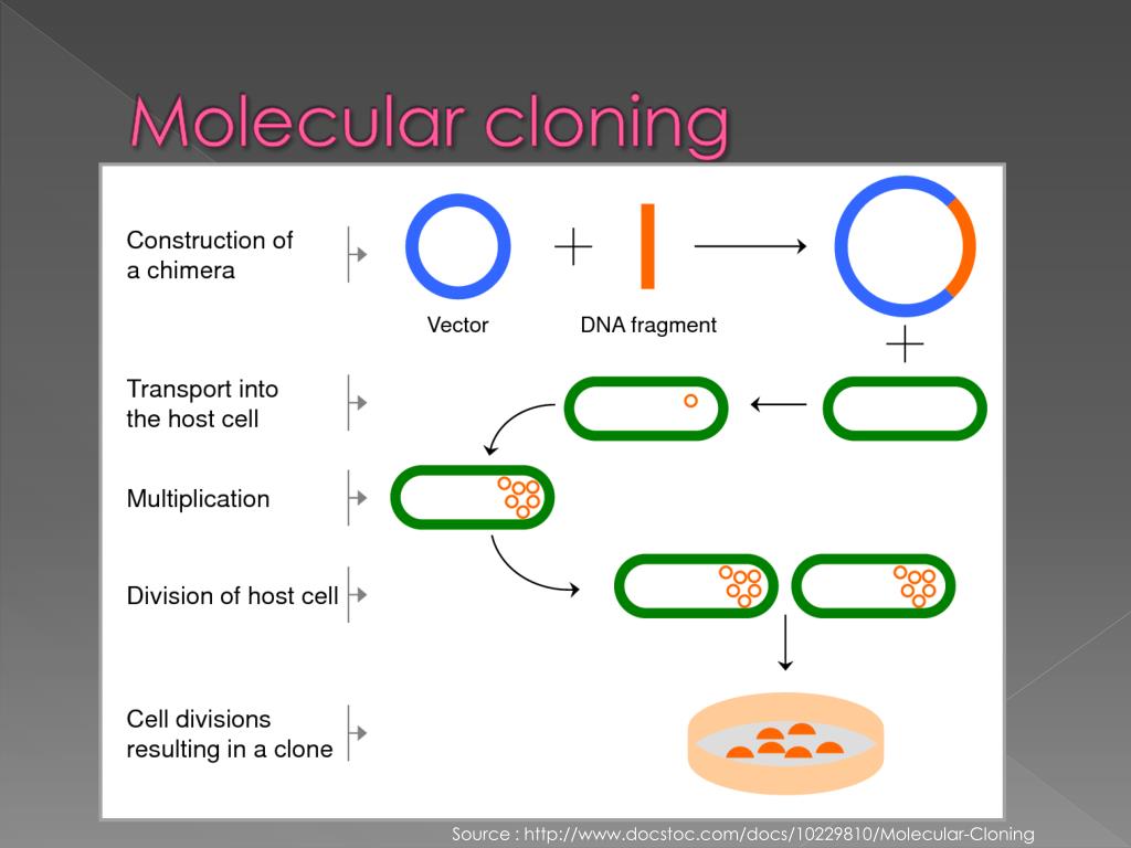 Ppt Different Types Of Cloning Powerpoint Presentation Free Download