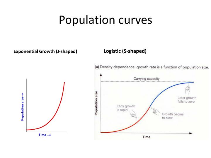 PPT - Population Cycle PowerPoint Presentation - ID:2832017